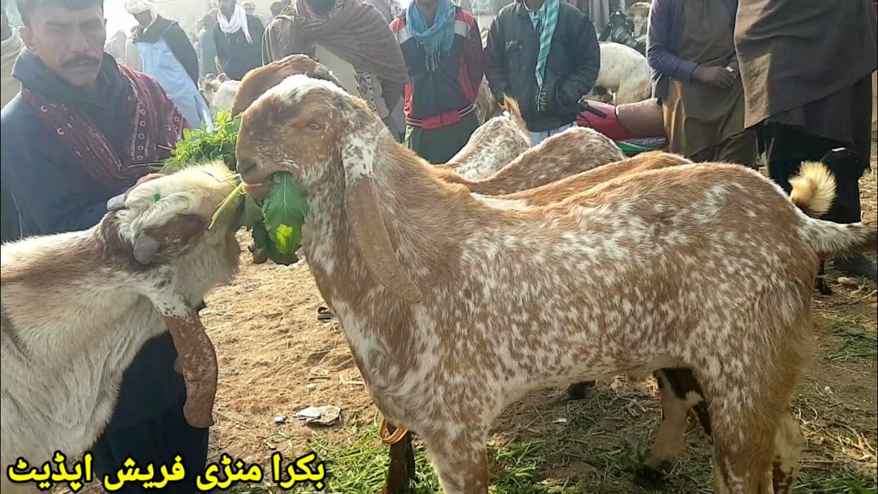 Bakra Mandi Ahmed pur est|Makhi Cheenay & Desi Bakry|31/12/2021| - YouTube