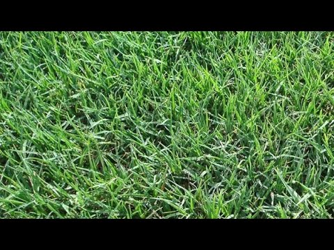 Ayrık otu ile mücadele