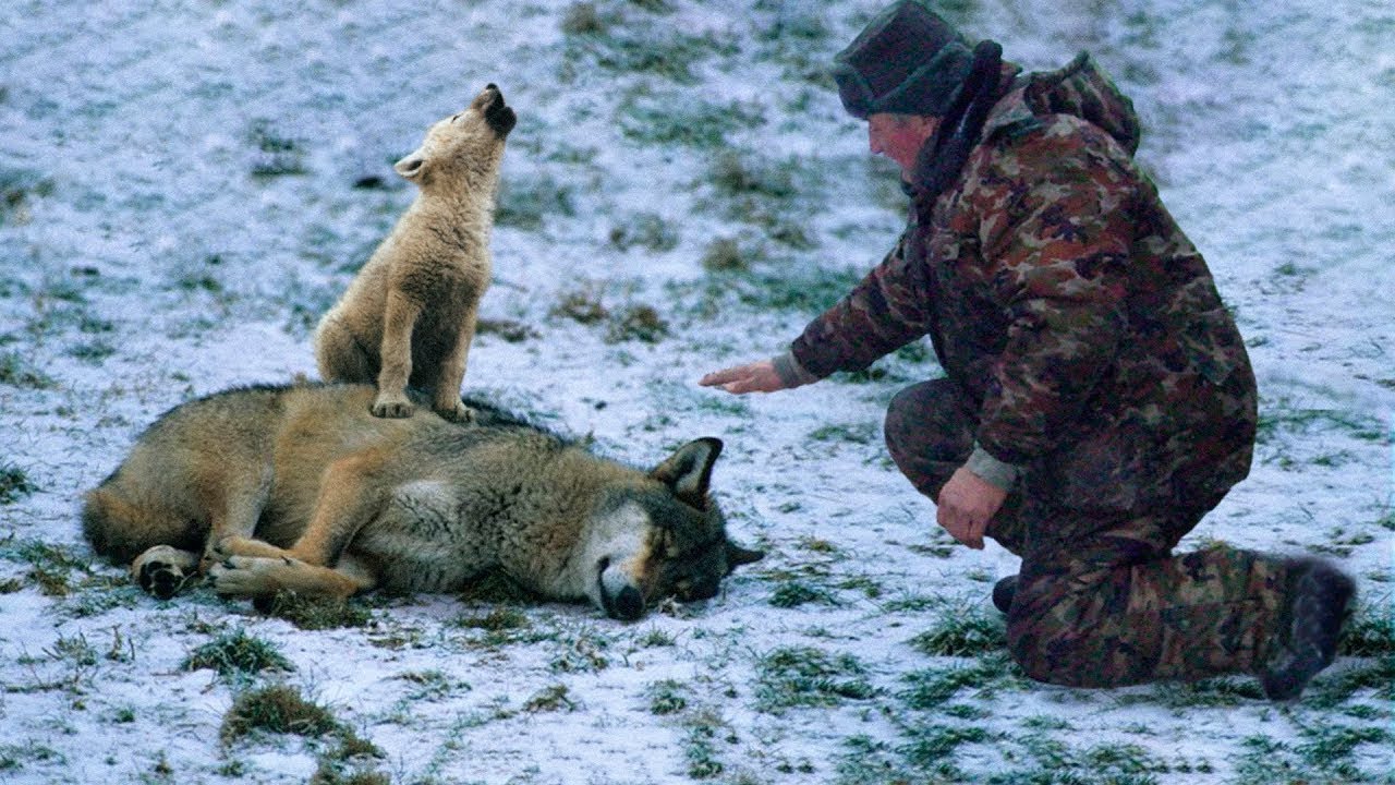 El hombre salvó a este cachorro de lobo que lloraba y a su mamá loba ...