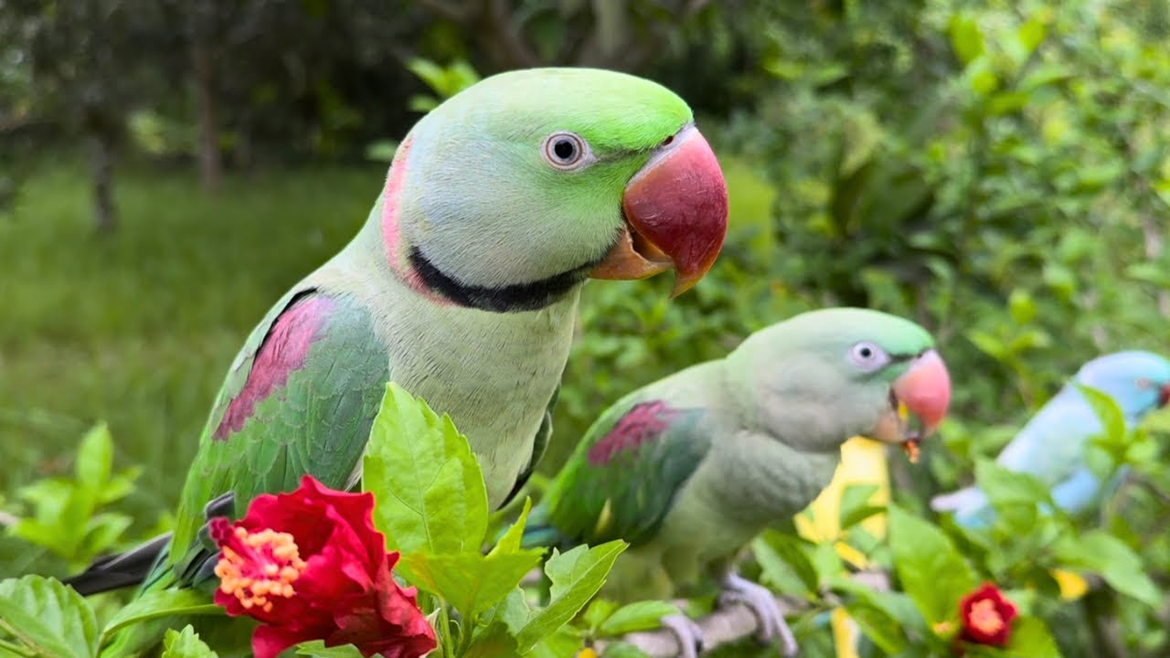 Alexander Parrot Real Sound | Alexandrine Parrot Sound - YouTube