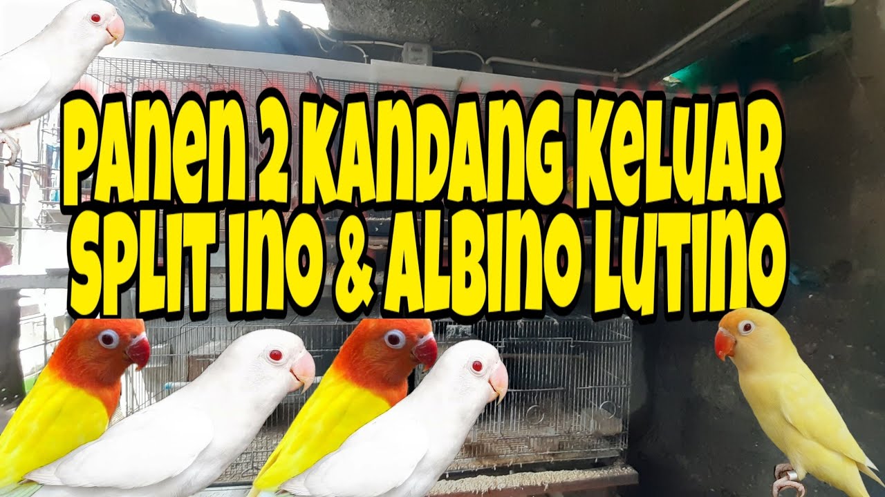 PANEN 2KANDANG DAPET SPLIT INO & ALBINO MM LUTINO MMM - YouTube