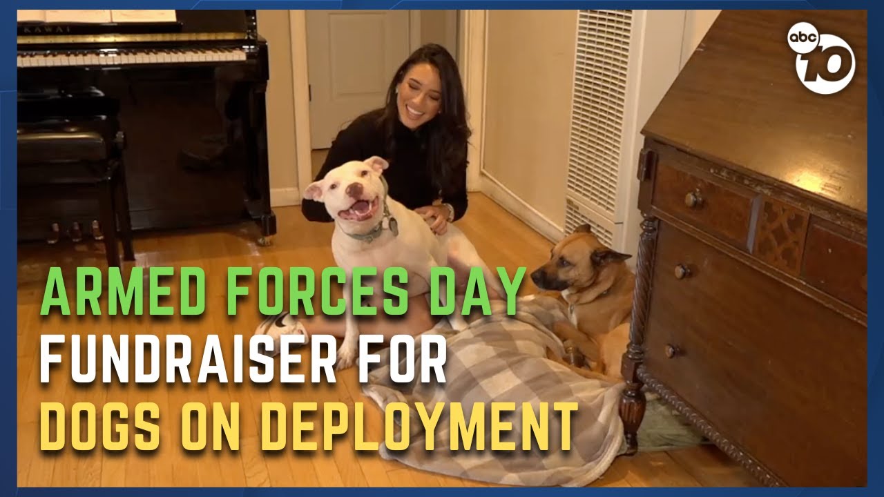 Nonprofit fostering dogs with owners on deployment hosts fundraiser ...