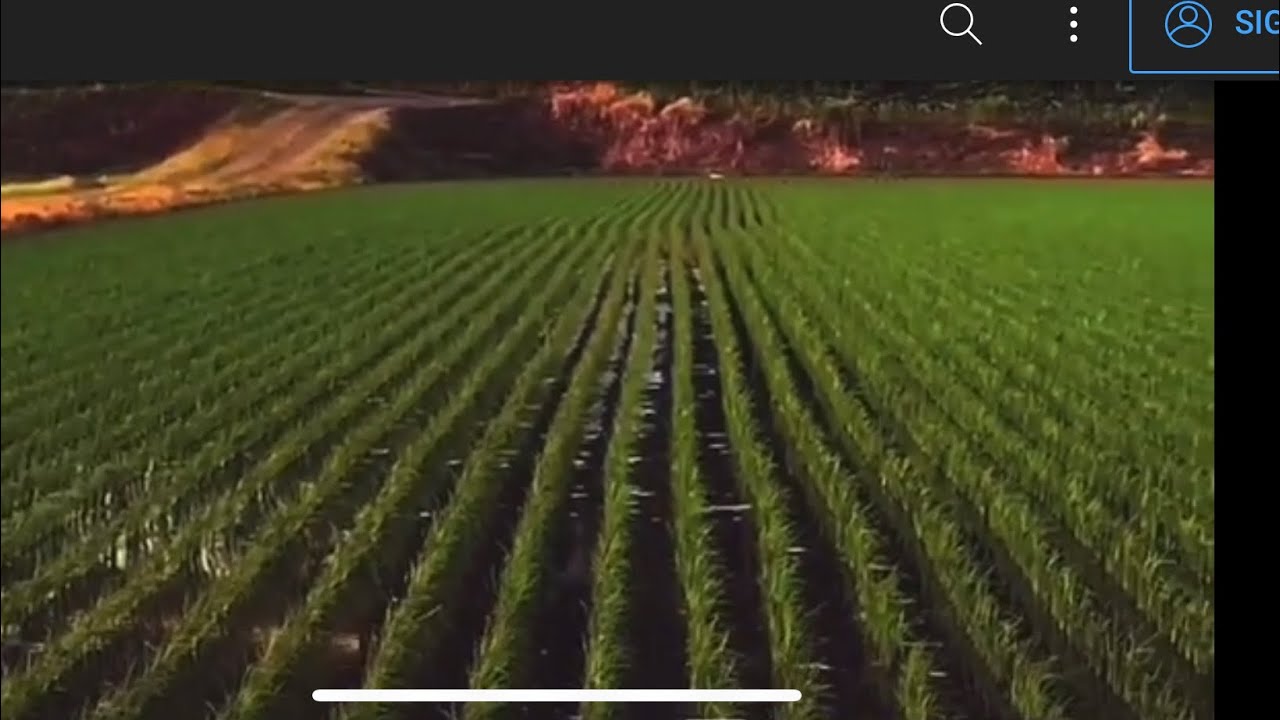 PAANO MAG TANIM at mag HARVEST ng FIRST CLASS RICE sa JAPAN! KOSHI ...