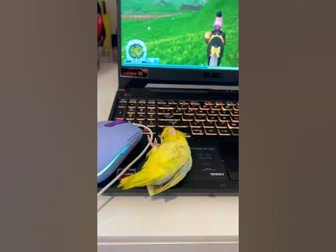 Компьютерная птичка 🤣 🦜 - YouTube