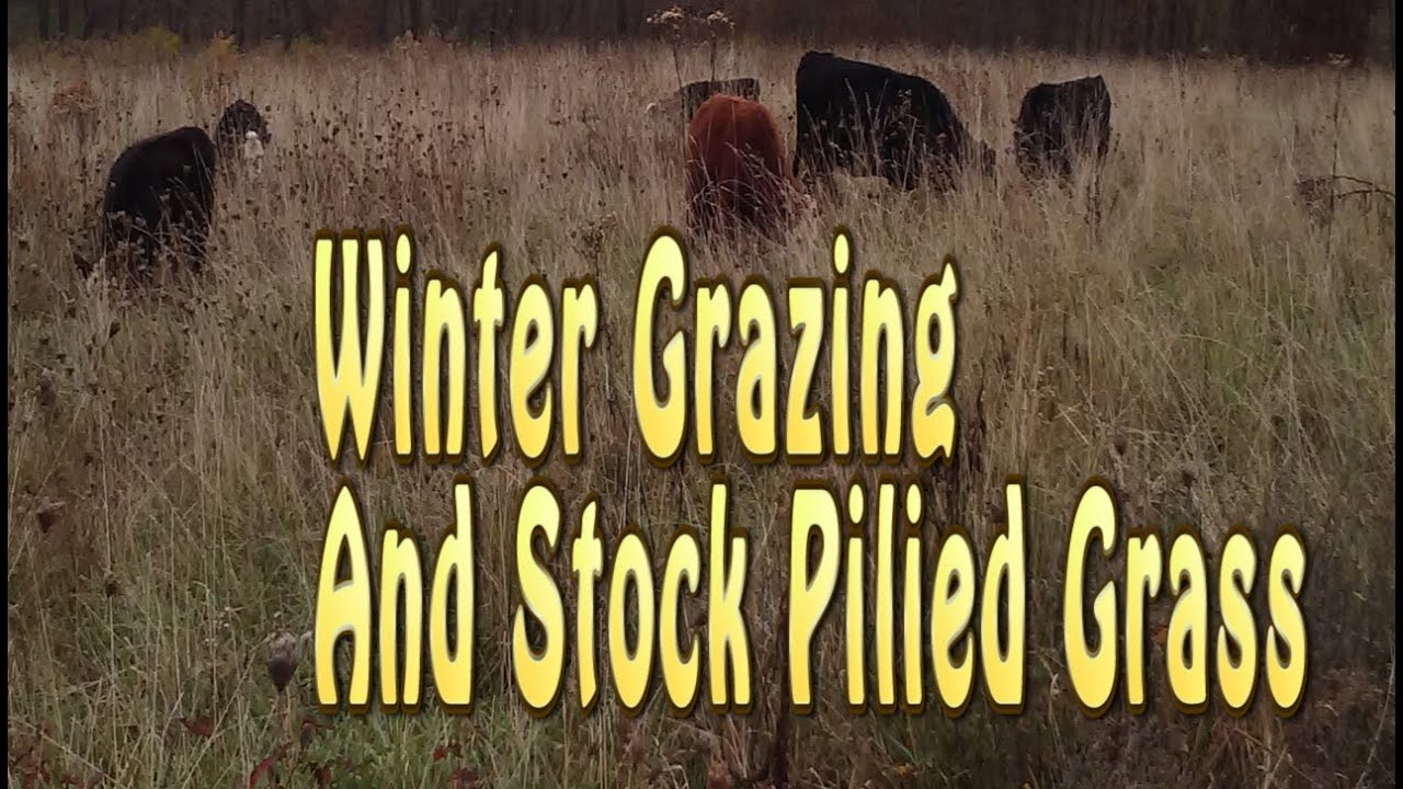 Winter Grazing And Grazing Stockpiled Pasture Grasses - YouTube