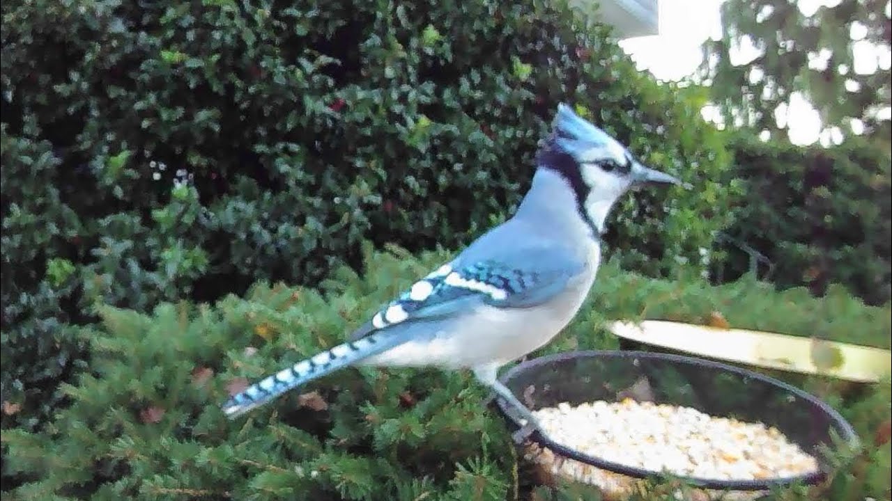 Backyard Birds 17 - Blue Jay | Cardinal | Chickadee | House Sparrows ...