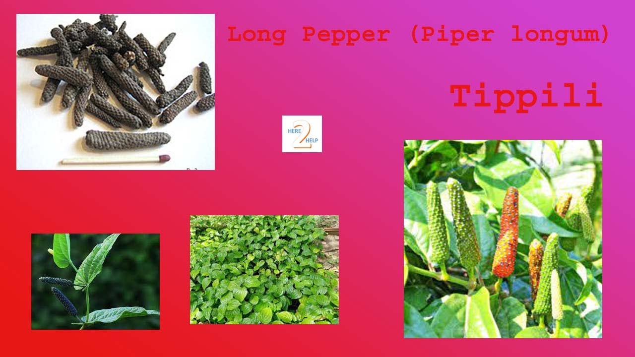 Tippili | Piper longum | Aurvedic plant | Medicinal Plants - YouTube