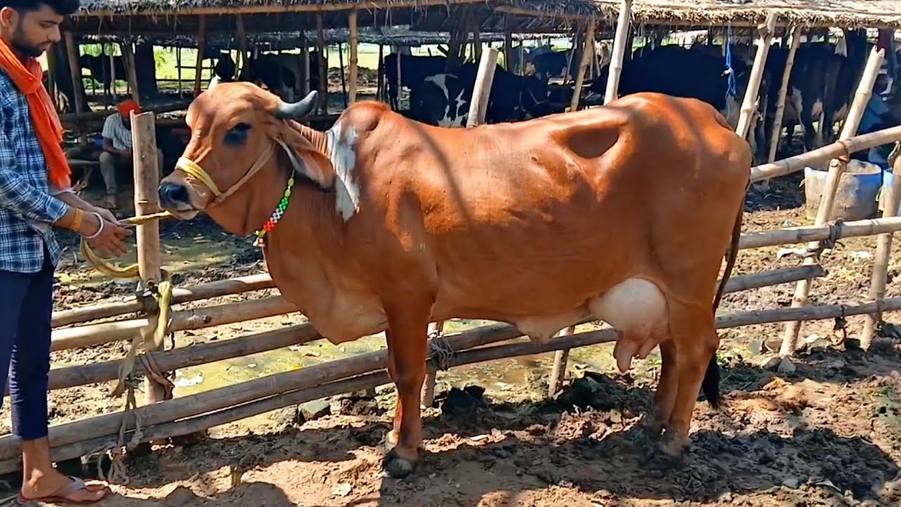 माझवारी पशु मेला से बिकाऊ दुधारू गाय देखिए | Majhwari Cow Mandi Bihar ...