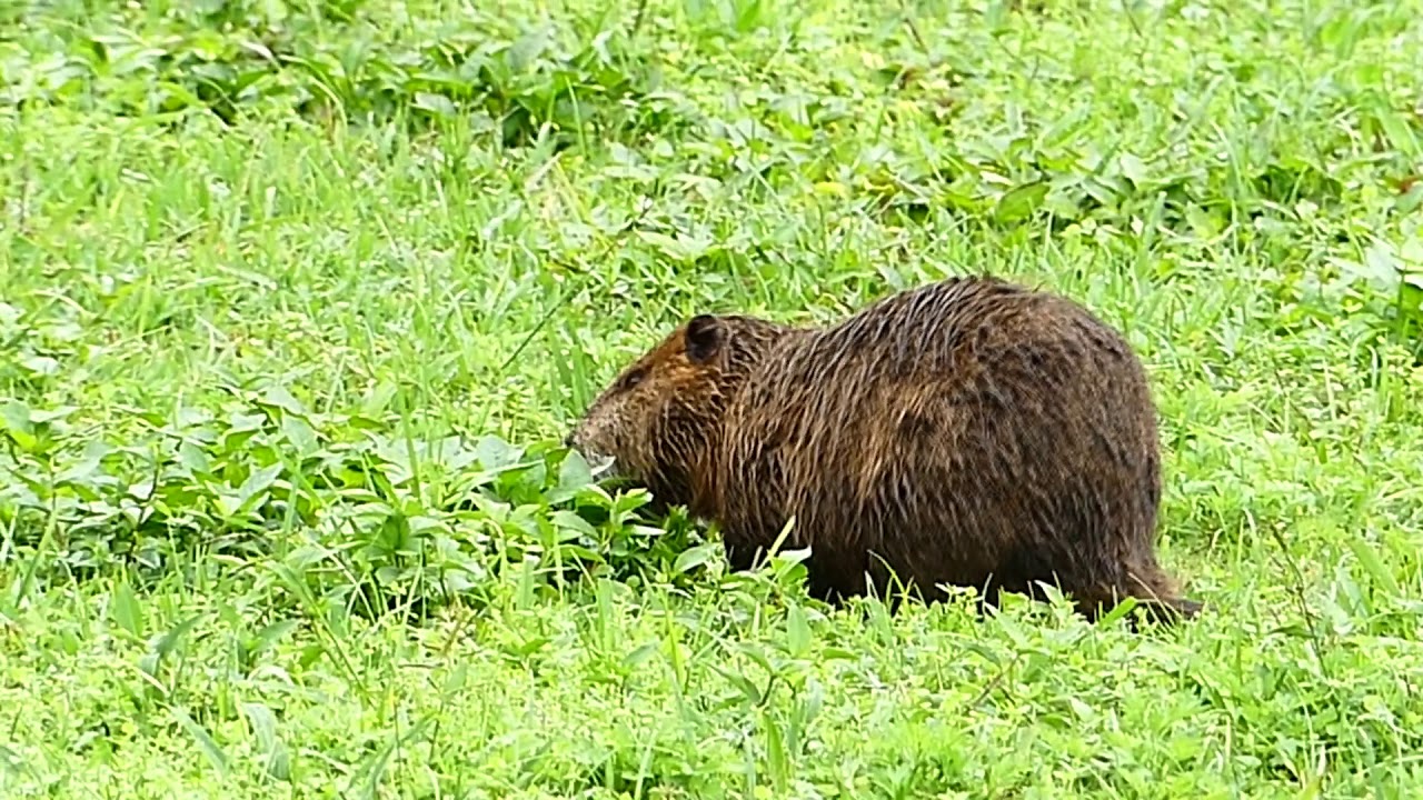 RATÃO DO BANHADO fauna brasileira roedor silvestre bicho pantaneiro ...