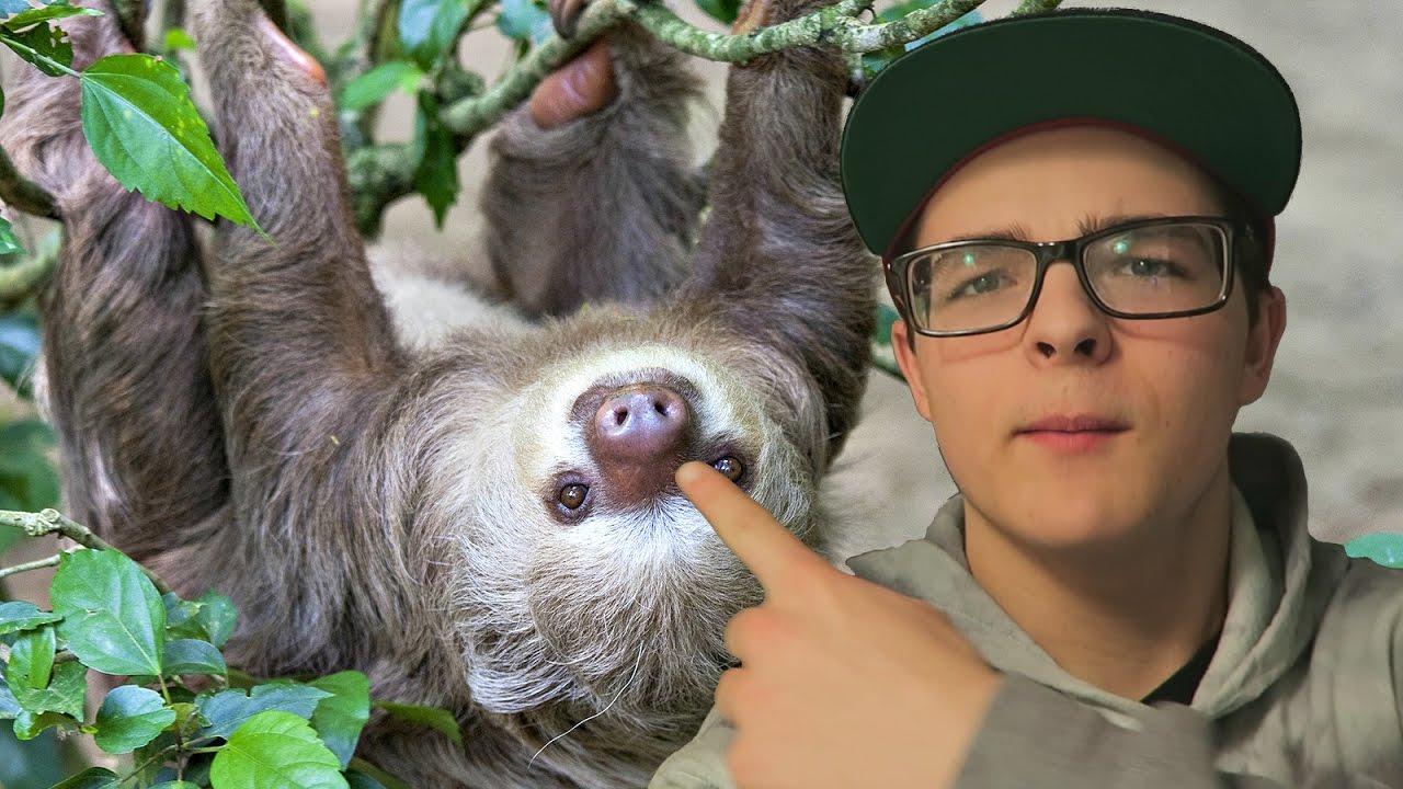 I ADOPTED A SLOTH!!! - YouTube