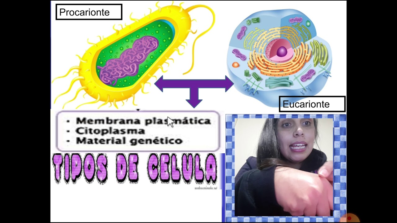5°Ciencias La célula Cápsula n°2 - YouTube