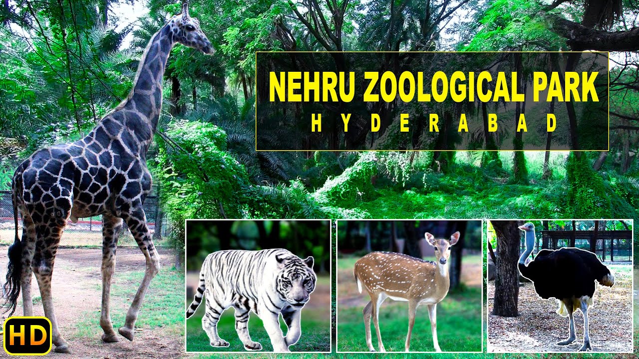 Nehru zoological park Hyderabad | hyderabad zoo park | Full Video # ...