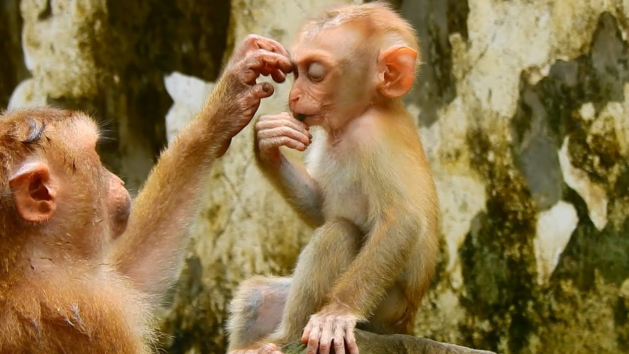 Absolutely Amazing! Liza Shows Good Act To Baby Monkey Lucie Instead Of ...