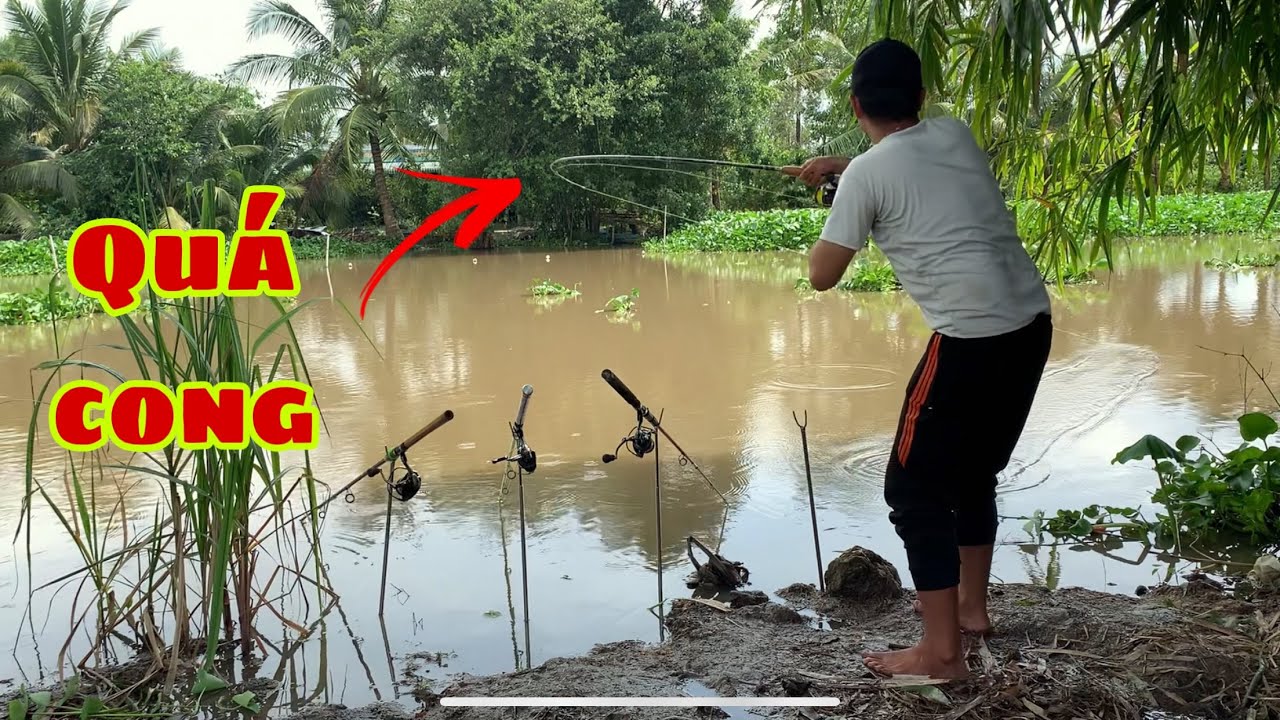Câu Cá Tra Sông - Lần Đầu Gặp Con Cá Lì Nhất Ăn Câu | Fishing - Miền ...