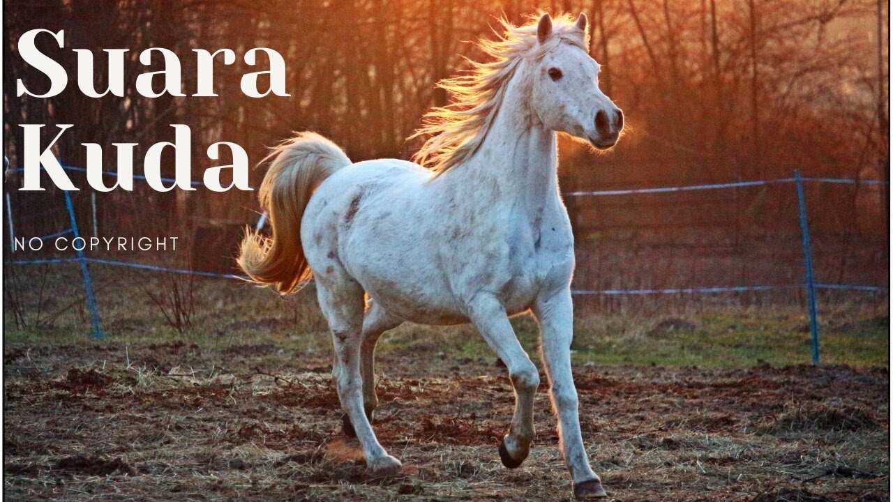 Suara Hewan Kuda - No Copyright - YouTube