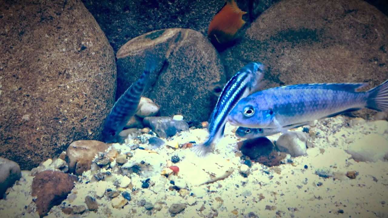 A Malawi tank ....a biotope...a hardscape...my Malawi Vision ...