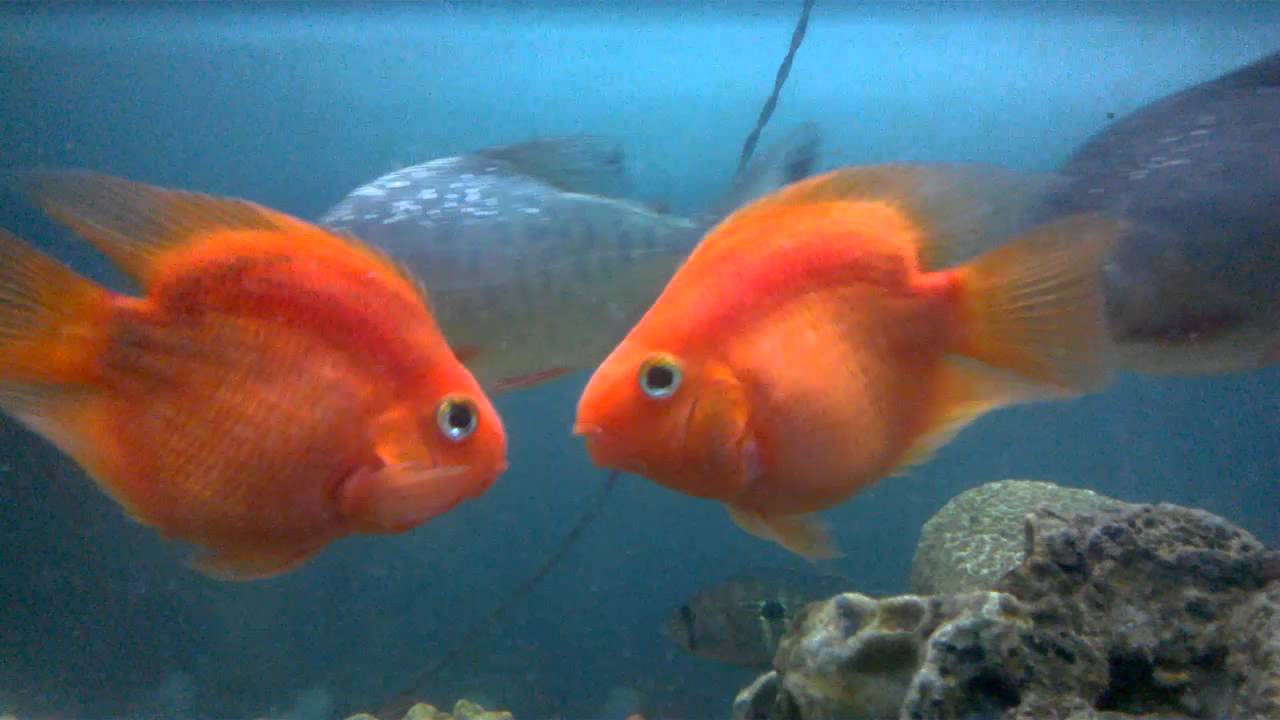 Parrot fish kissing - YouTube