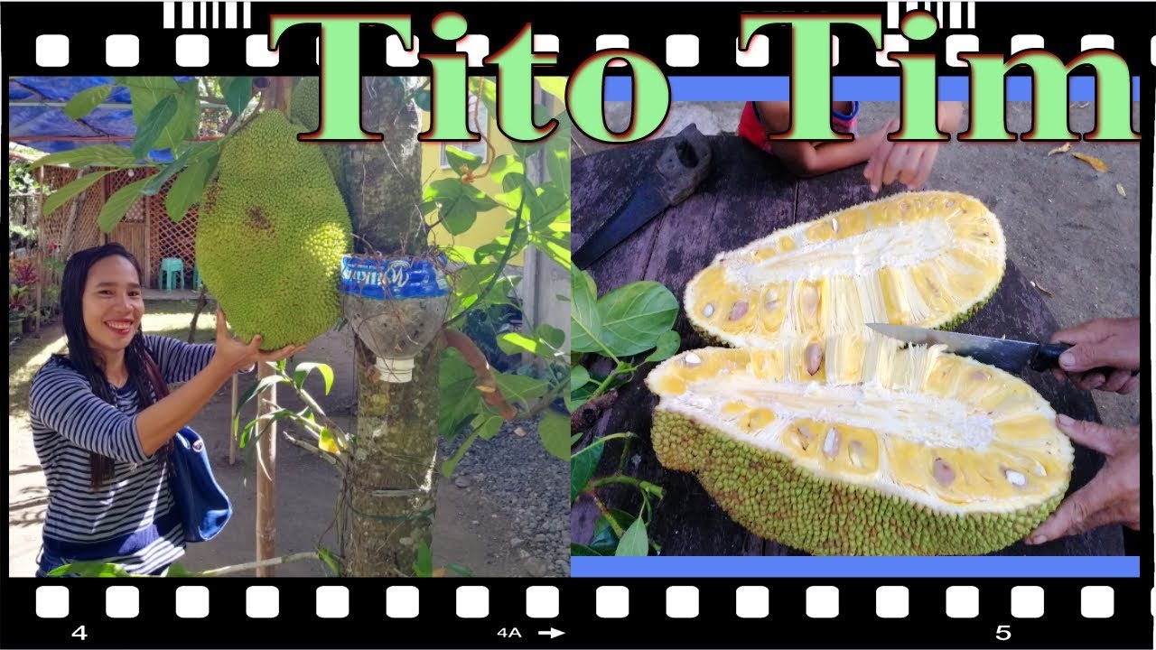 Homegrown Jackfruit Expat Iloilo Philippines - YouTube