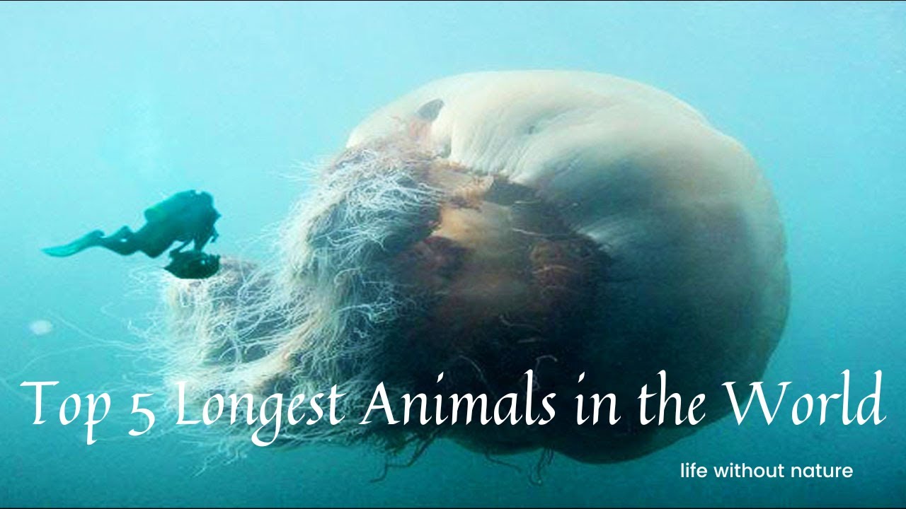 "Top 5 Longest Animals in the World - Unbelievable Lengths! 🐍🐋" - YouTube