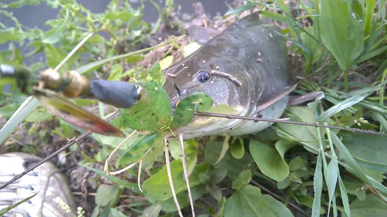 PESCA DE MONCHOLO CON ARTIFICIAL EN RIO SUQUIA CORDOBA-ADRITAMBÓ - YouTube