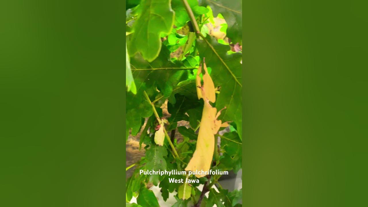 Leaf insects from Java Pulchriphyllium pulchrifolium West Java 🇲🇨 - YouTube