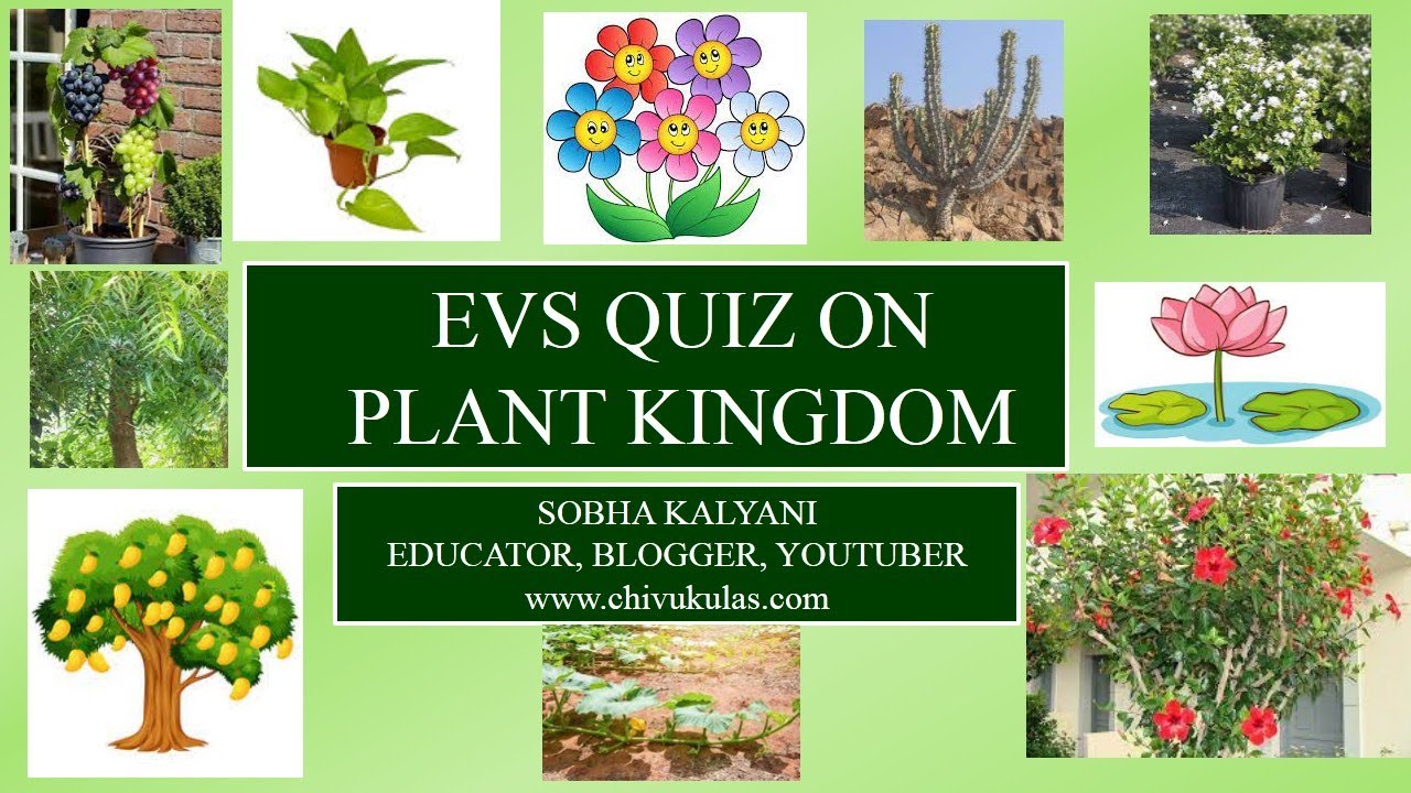 EVS Quiz on Plant Kingdom for Class 1, 2 & 3|| Interesting Quiz ...