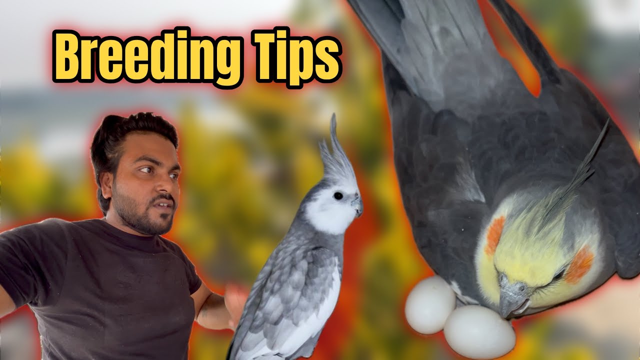 First Time New Trick Cockatiel Breeding | Cockatiel Breeding Tips ...