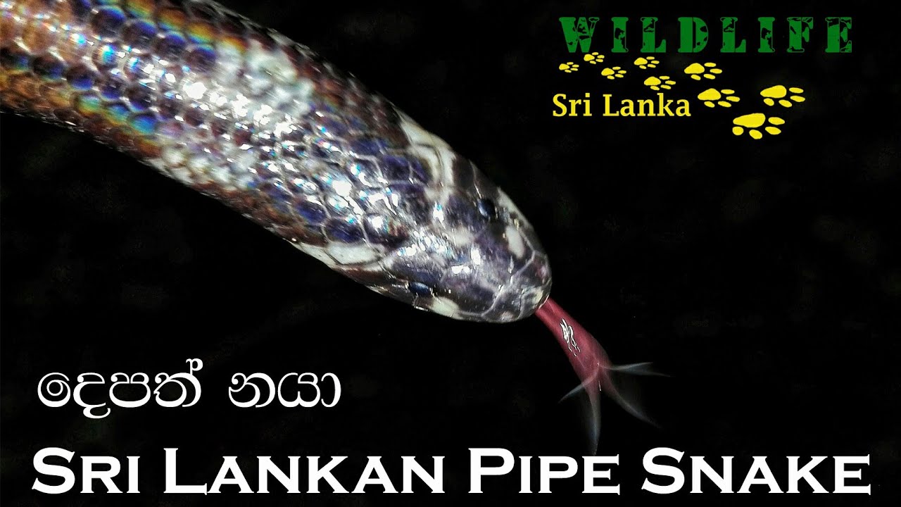 Sri Lankan Pipe Snake - Documentary - YouTube