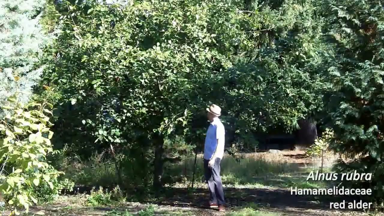 Red alder (Alnus rubra) - Plant Identification - YouTube