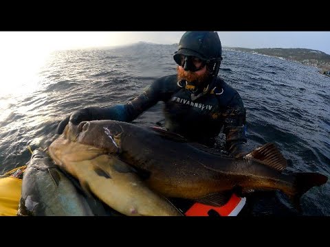 Can six divers catch enough fish for a 40-person party in one day ...