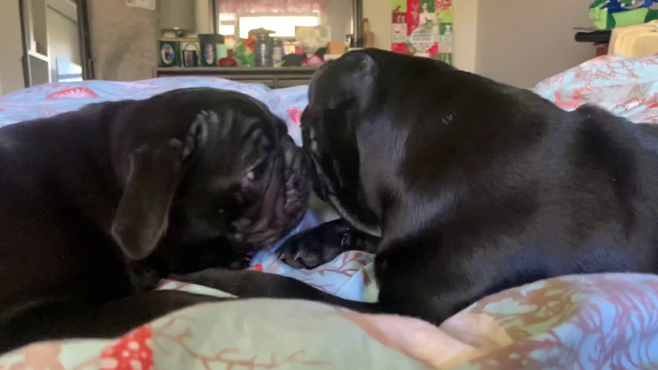 Puppy Pugs Fighting Over Chew Toy! Lol - YouTube