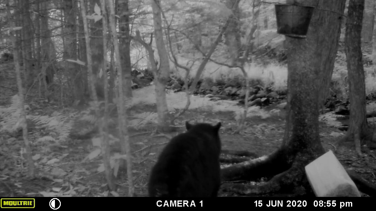 Trail cam video of bear hunt - YouTube