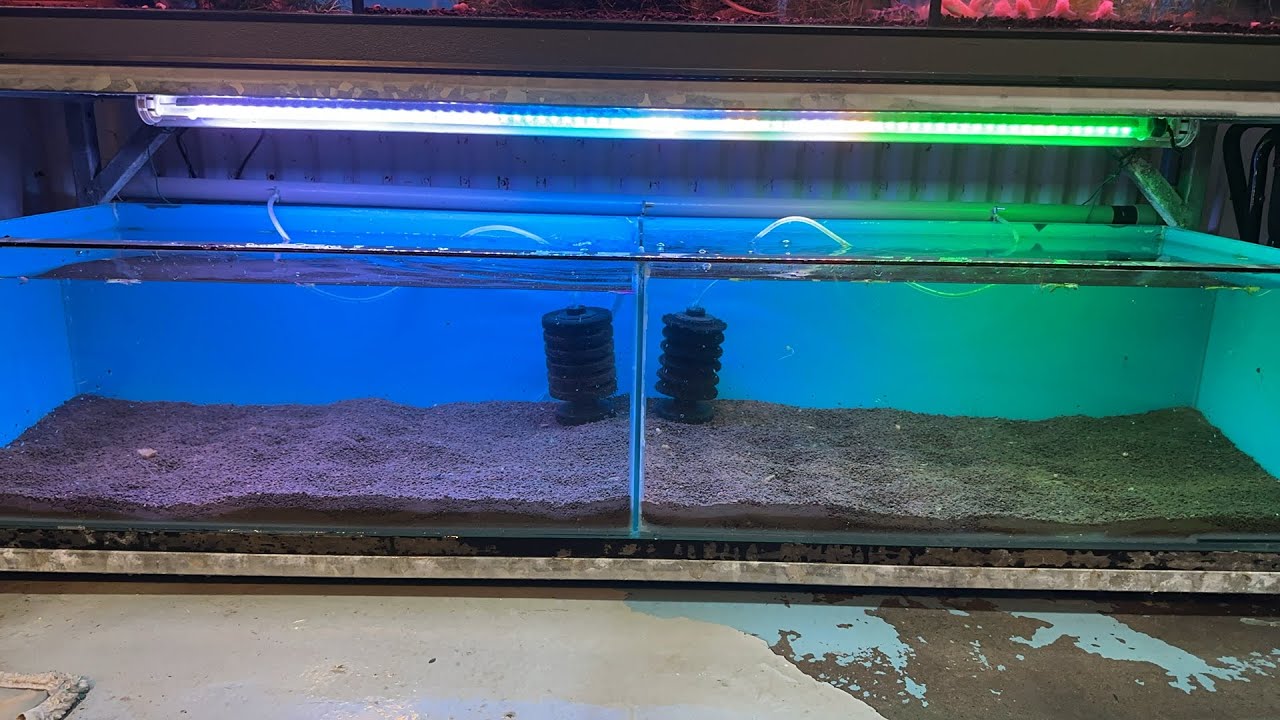 🔴 Live JT Keeping Fish // We Have A Leaking Tank!!! 🔴 - YouTube
