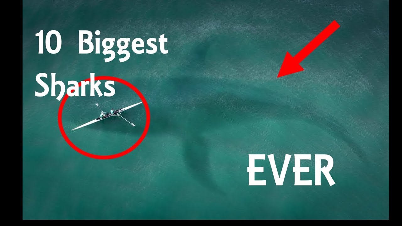Top 10 Sharks _ 10 Largest Sharks In The World – UMMLR