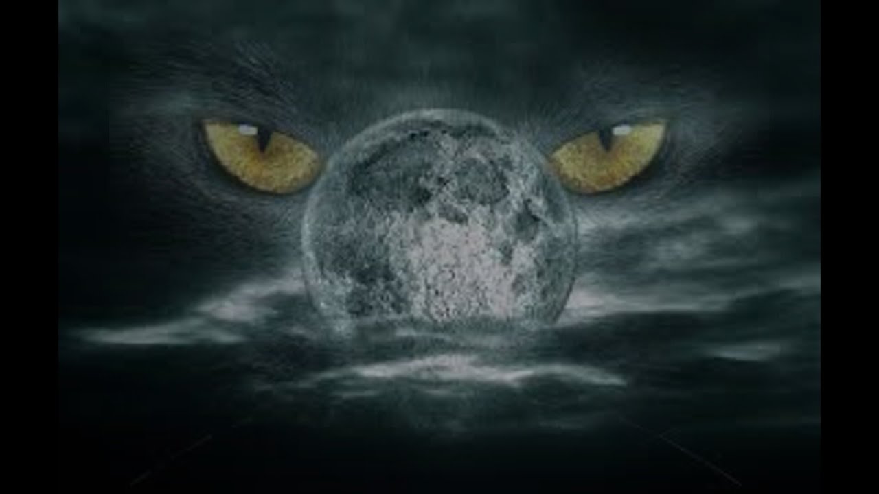O Gato Macabro - YouTube
