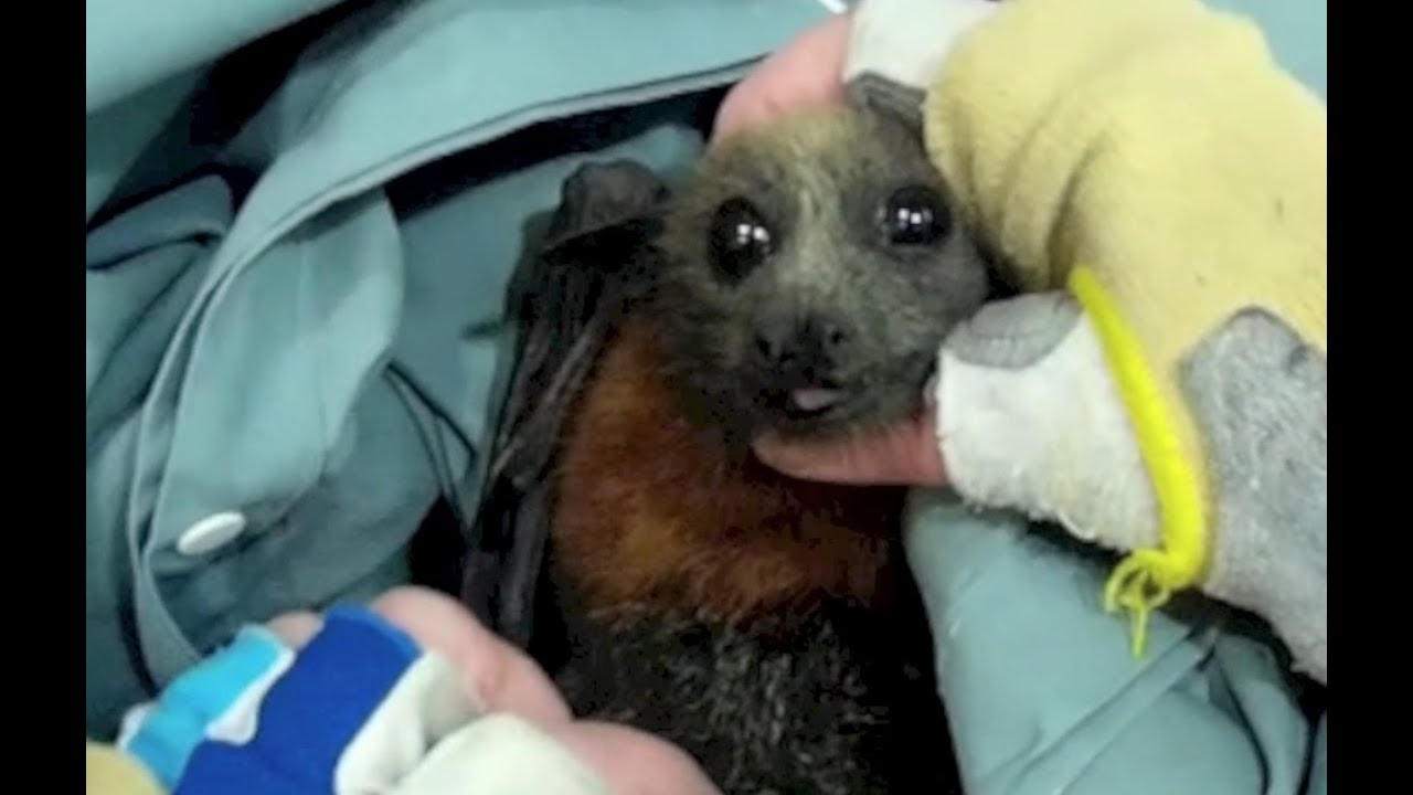 Picking up a juvenile flying-fox from a vet: this is Footzie - YouTube