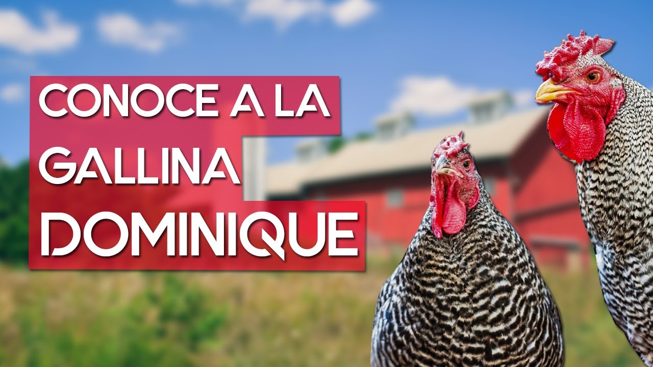 Gallina Dominique 🐔 Características, temperamento , historia y más ...