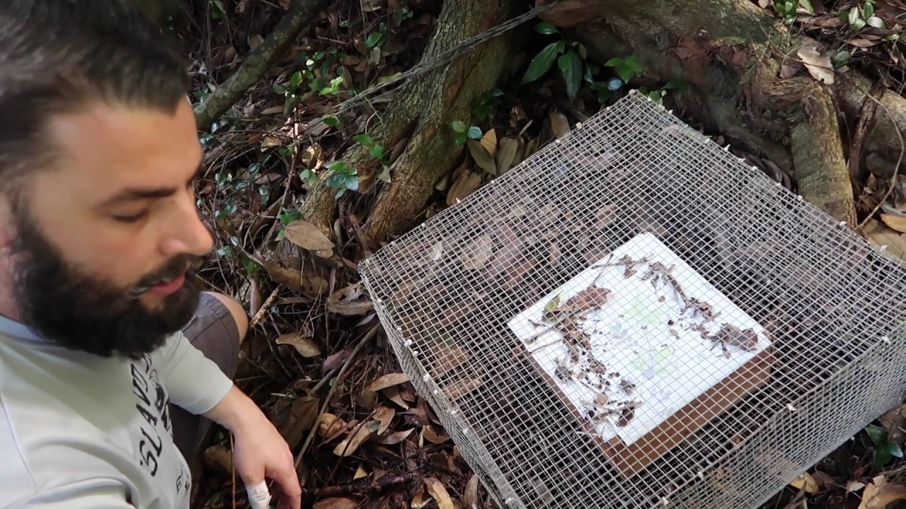 How to: IMO 1 KNF - YouTube