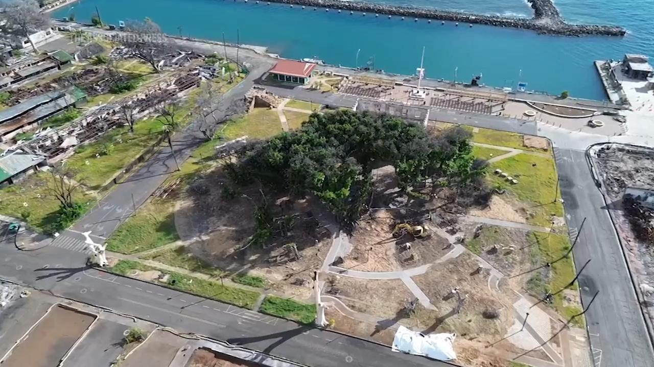 How Lahaina's more than 150-year-old banyan tree is coming back to life ...
