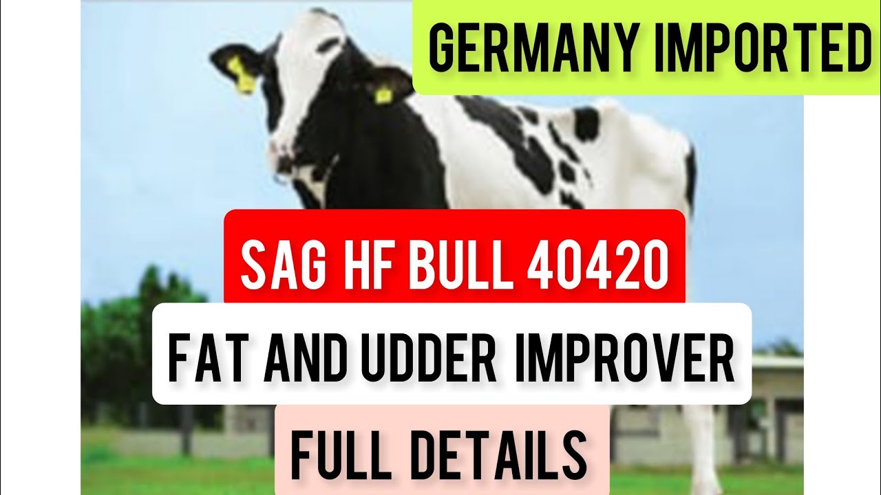 SAG HF BULL 40420🐮GERMANY IMPORTED🐮FULL DETAILS#mannfarms - YouTube