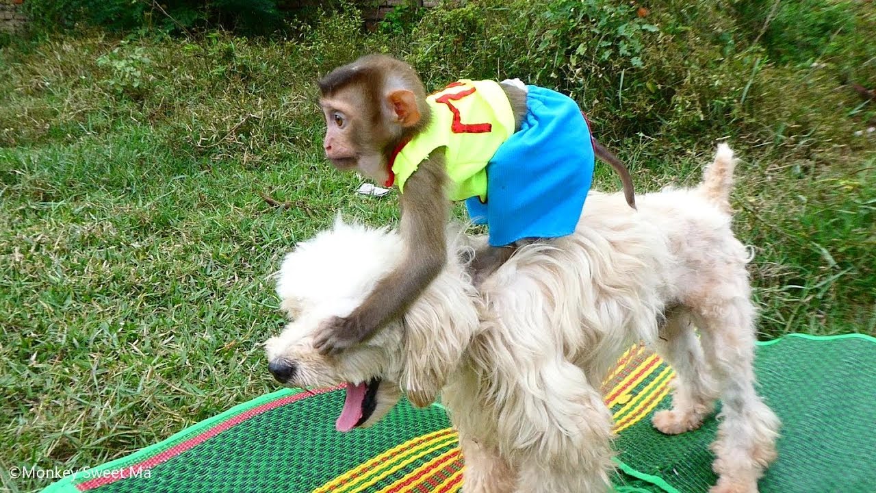 Amazing Baby Monkey Sweet Ma Riding On Smart Dog, They 're Happy ...