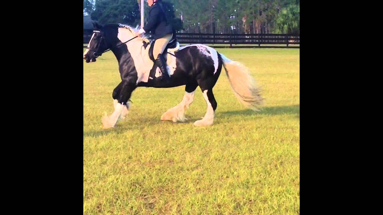 Gypsy Vanner jumping - YouTube