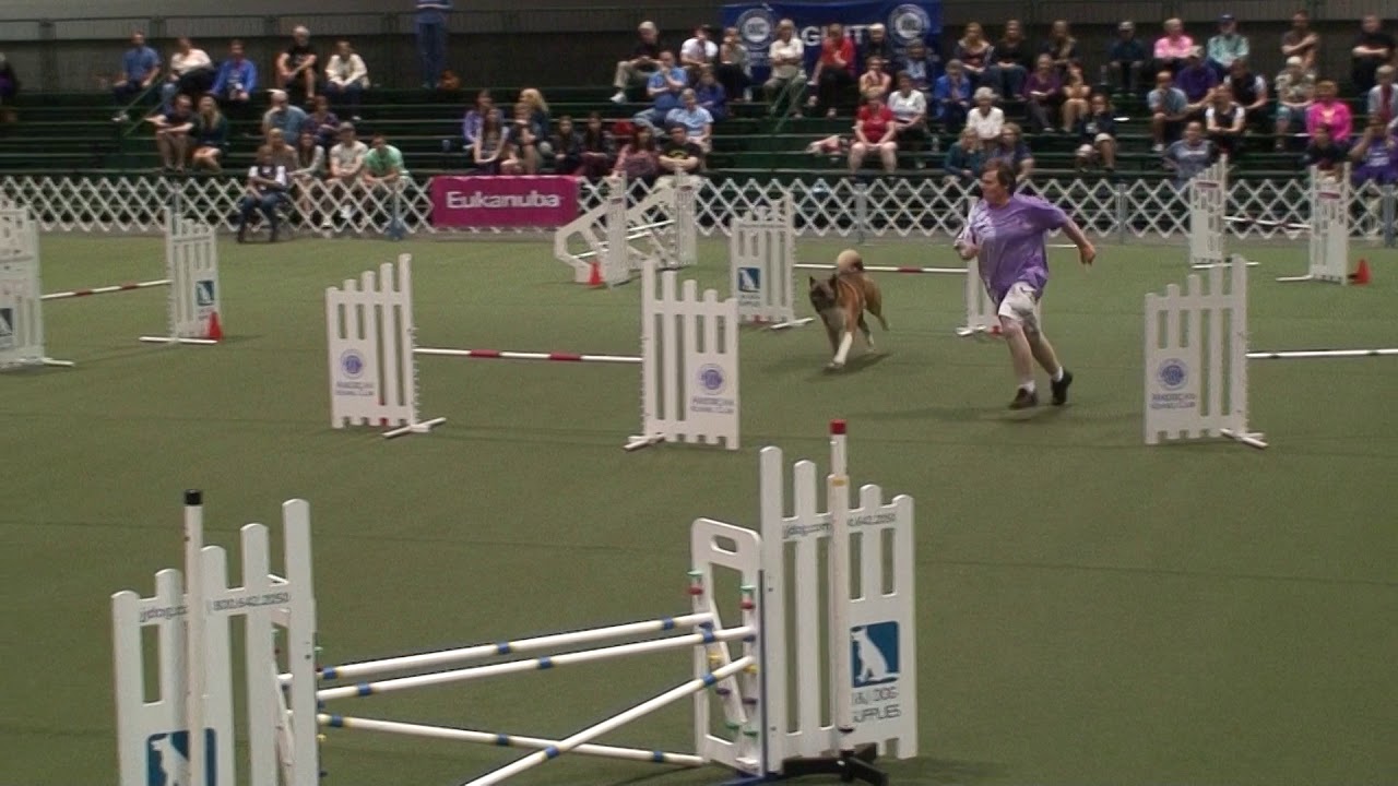 2017 AKC Agility Invitational-Cheyenne (Akita)-round 4 - YouTube
