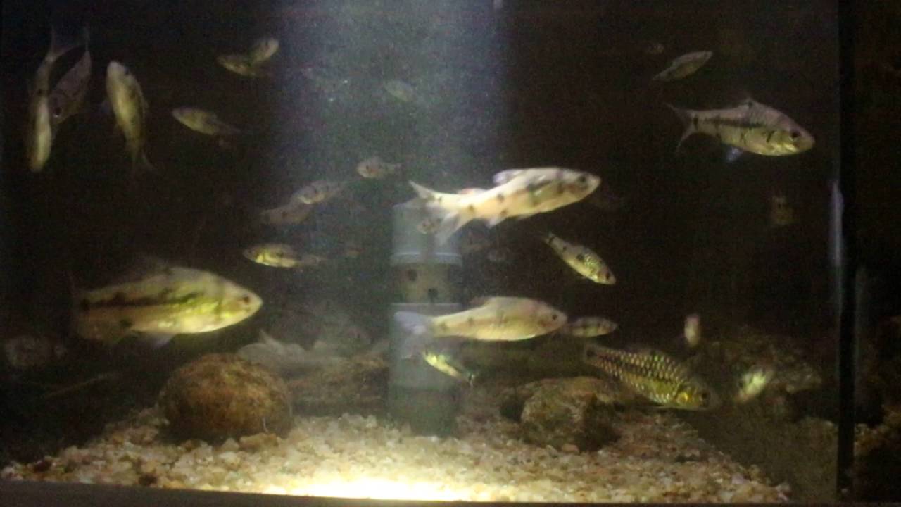 Barbodes everetti in tank - YouTube