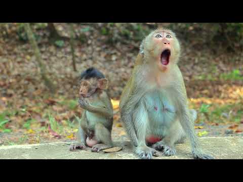 Wow Oh My God Baby Monkey Unhappy With Mom Not Take Care Paly Near ...