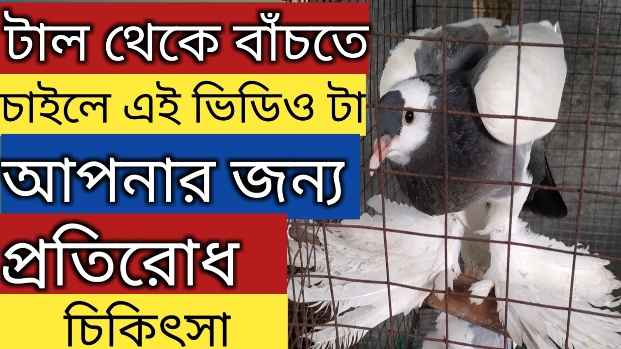 পায়রার/কবুতরের টাল/Pigeon neck paralysis - YouTube
