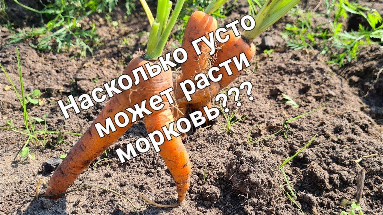 Прореживать морковь или нет? Или что из этого выросло! Морковь сочная и ...