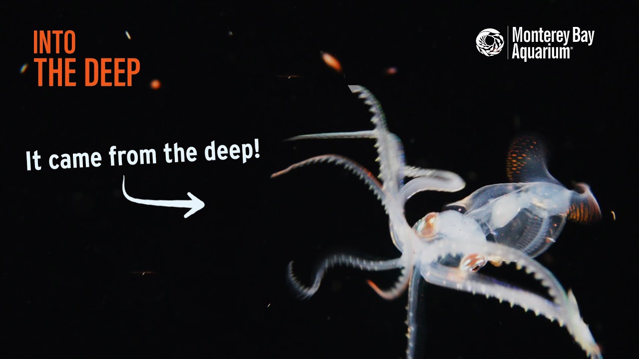 "Pelagic Magic": The Night Reveals Incredible Creatures of the Deep Sea ...