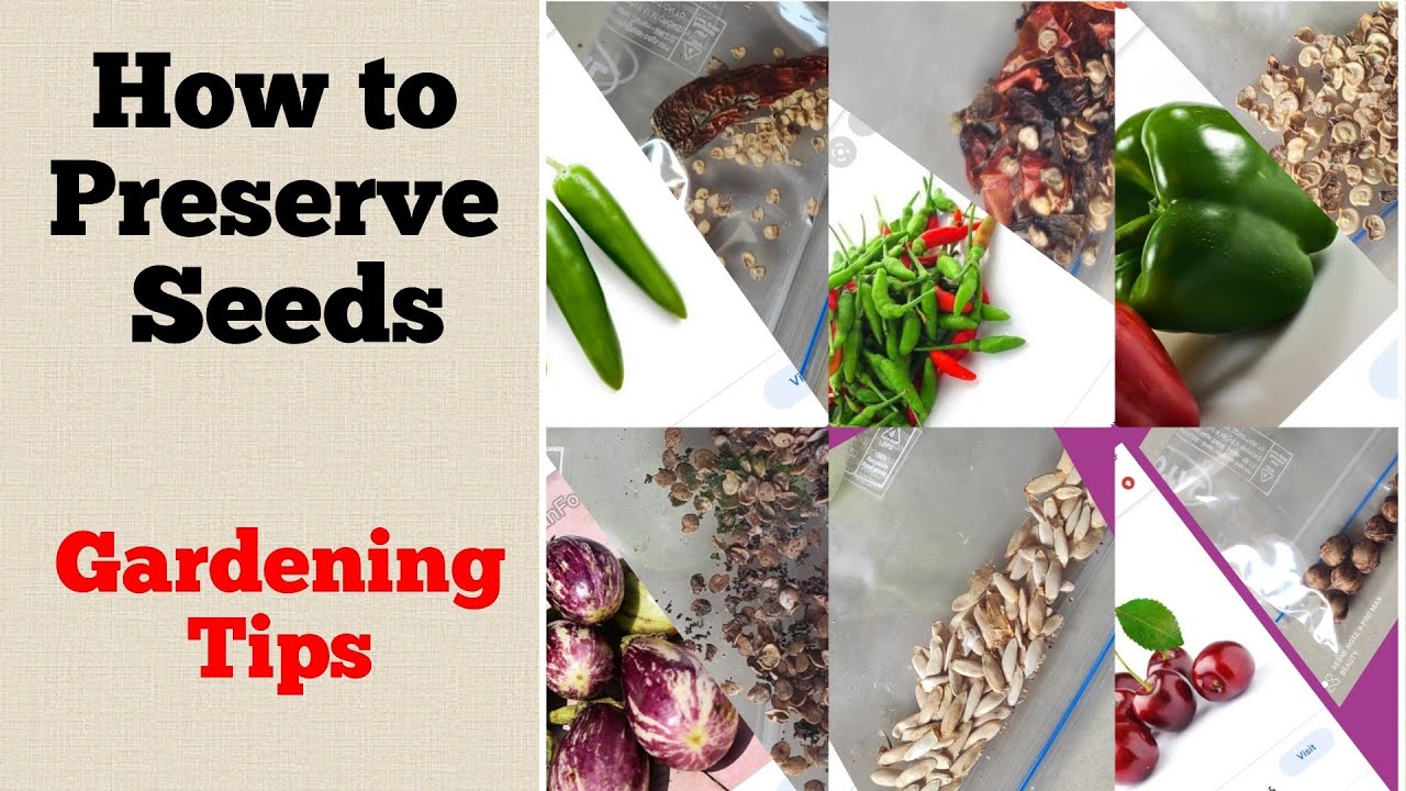 How to Preserve Seeds before Planting#gardeningtips - YouTube