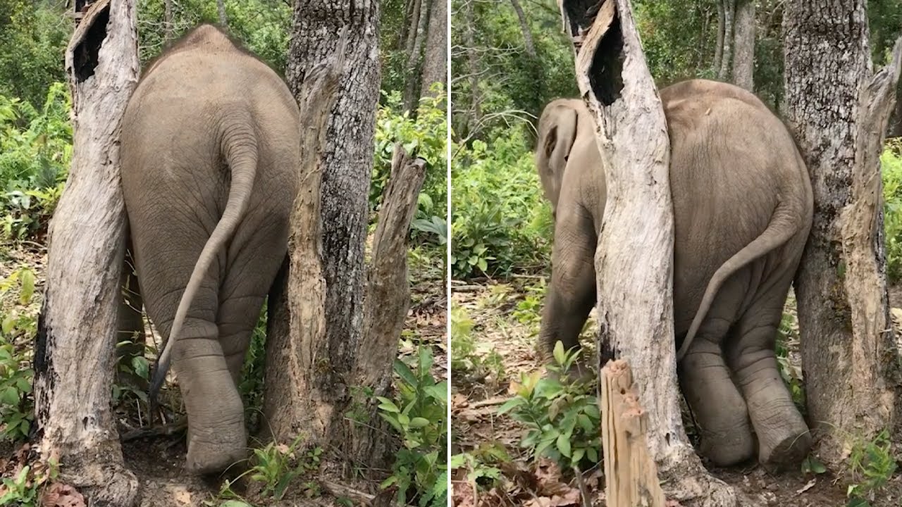 Baby Elephant's Backside Stuck Between Trees - YouTube